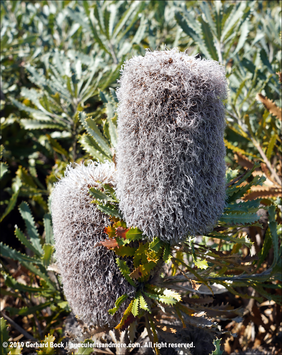 Spring in Australia, courtesy of UC Santa Cruz Arboretum