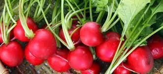 CULTIVO DE RABANO: Produccion de rabano