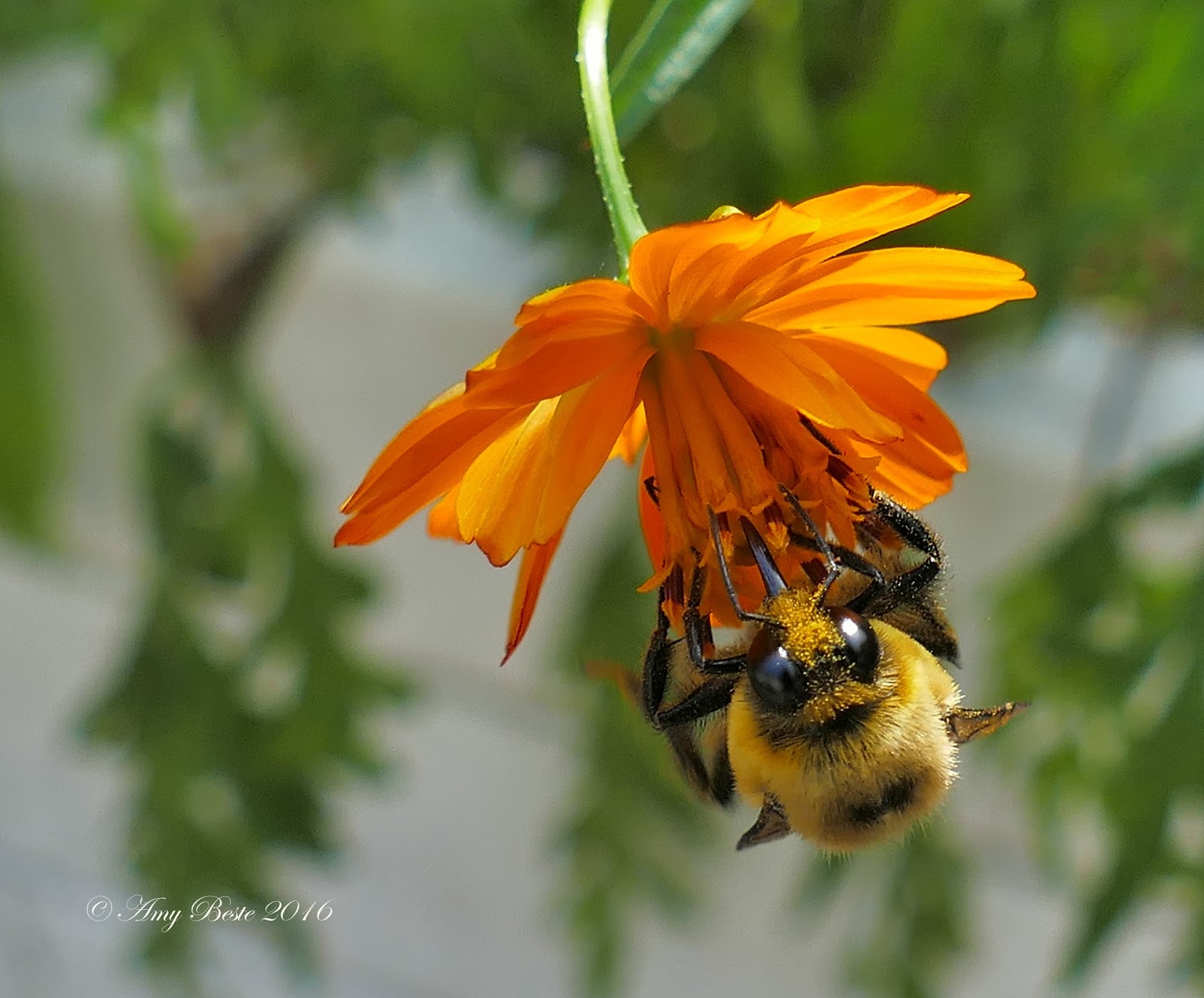 Through Amy's Eyes - Photography by Amy Beste: Bumbling Along