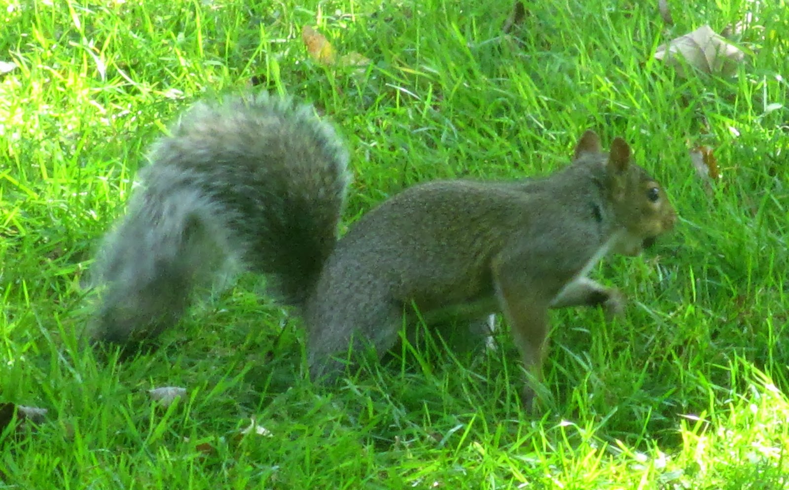 Cannundrums: Eastern Gray Squirrel