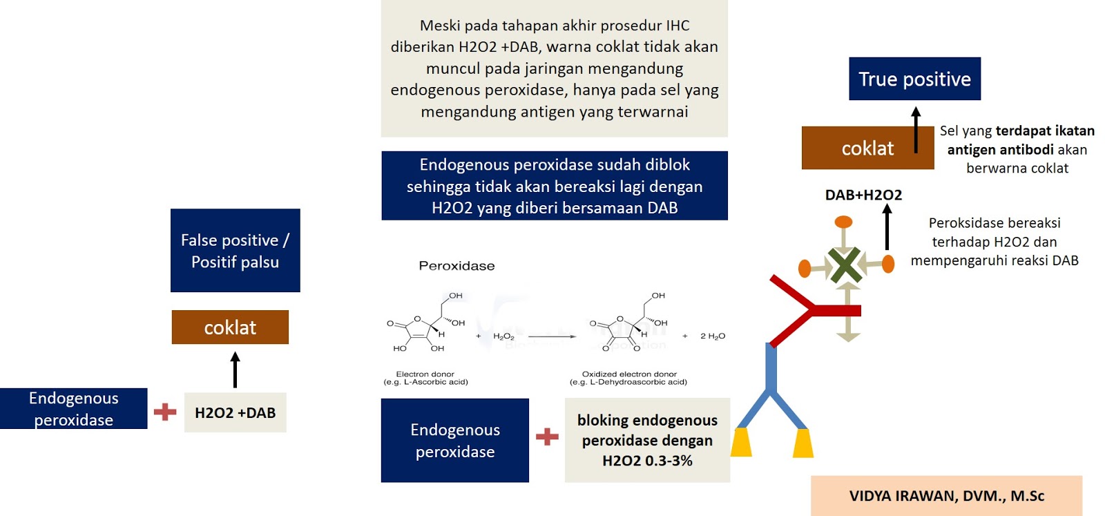 IHC PART 1: ANTIBODY & ANTIGEN, FIKSASI, ANTIGEN RETRIEVAL (AR ...