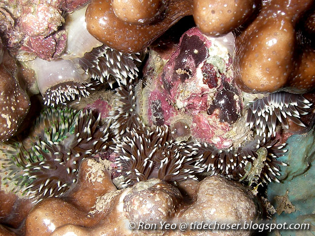 tHE tiDE cHAsER: Sea Anemones (Phylum Cnidaria: Order Actiniaria) of ...
