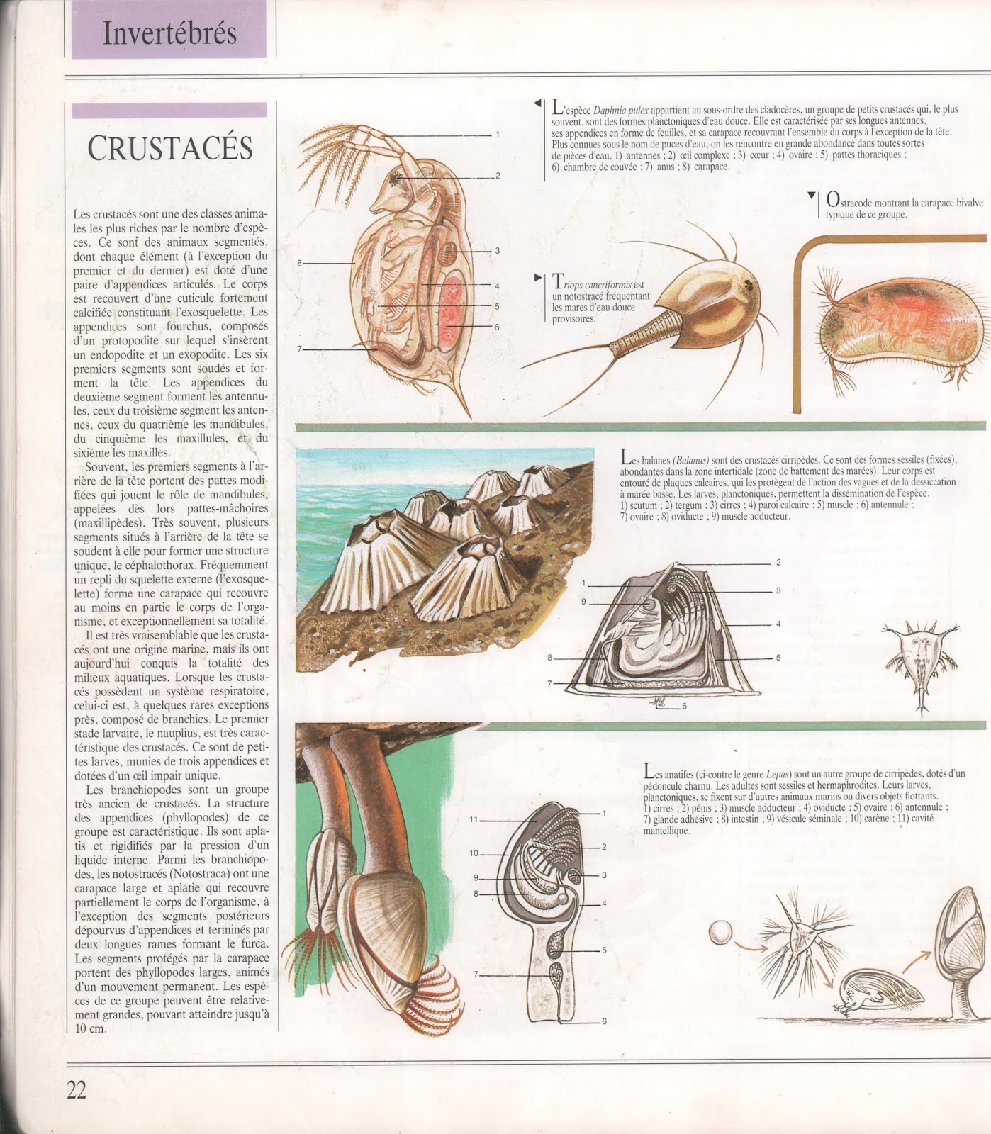 Leçons de choses: Invertébrés + intro + index (Encyclopédie du monde ...