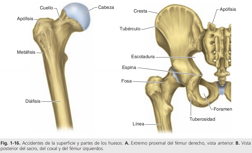 Morfofisiologia : Generalidades De Osteología