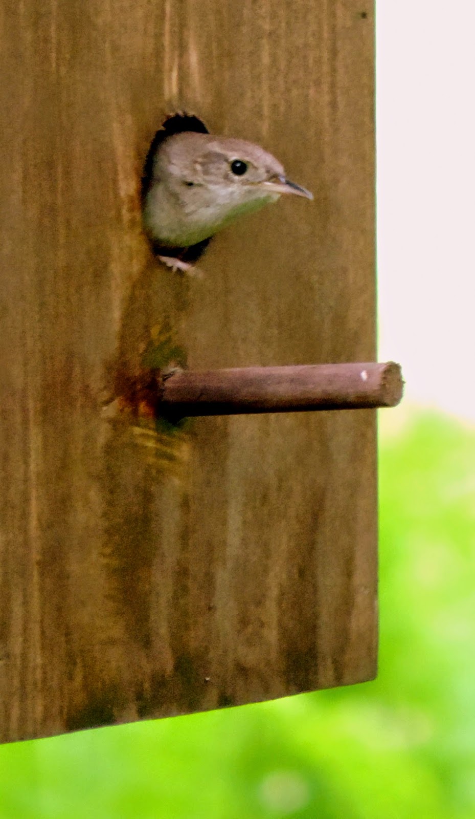 The Northern New York Gardener: Spring Flowers and Summer Residents ...