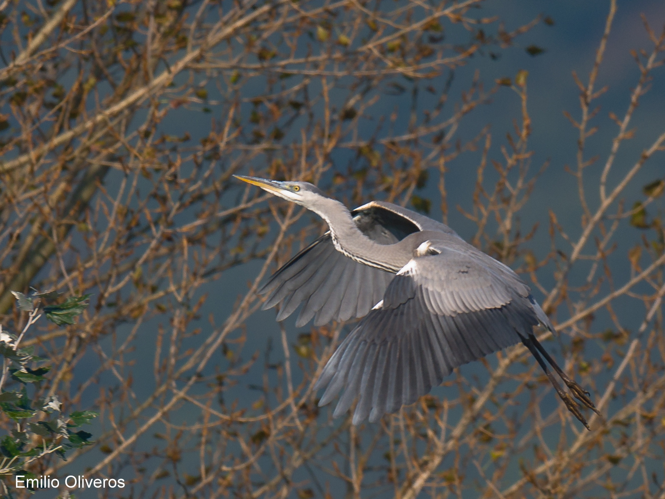 HEGAZTIKLIK: GARZA REAL (Ardea cinerea)