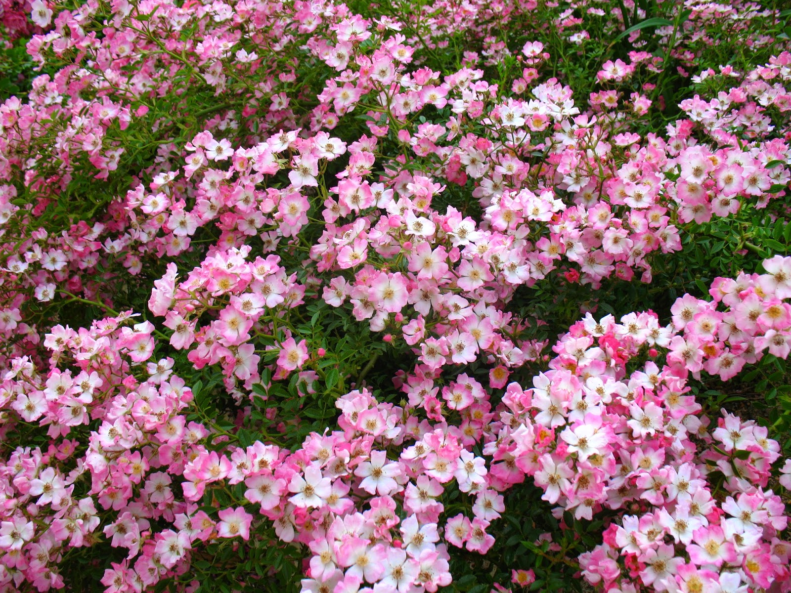 Roses du jardin Chêneland: Un rosier couvre-sol généreux...