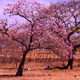 Lenin Cardozo - Entrevistas / Artículos / Videos: Roble de Sabana ...