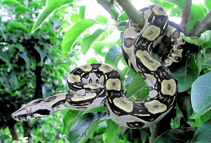 Es Asombroso: ¿Cuanto ha llegado a medir la Boa más grande?