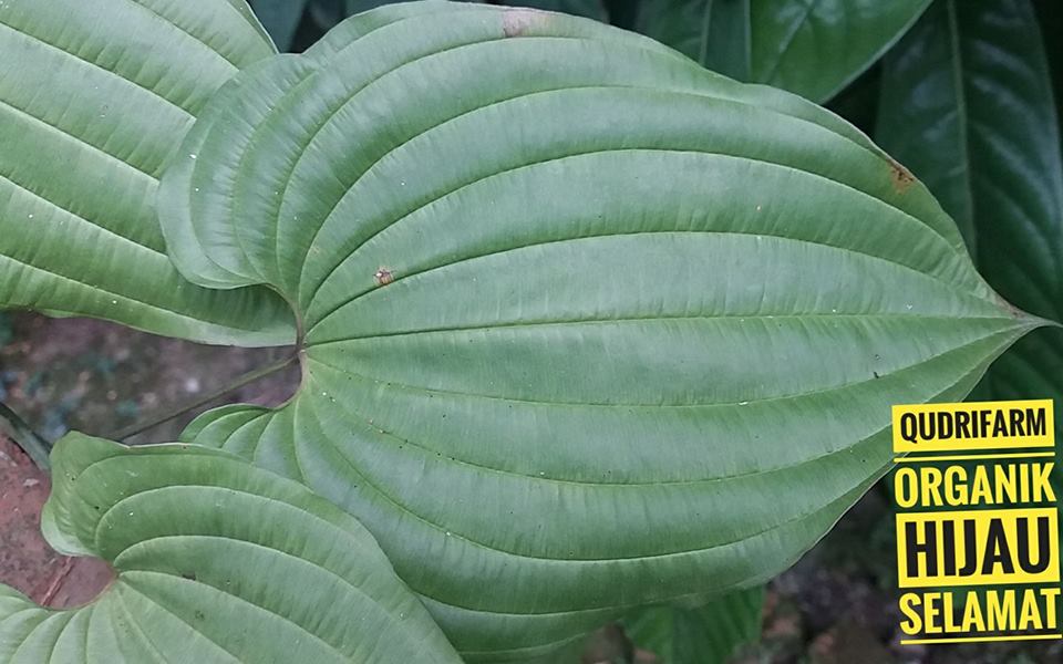 QudRiFaRm: DAUN-DAUN POKOK HERBA DI PAYA ASLI HERBAL VALLLEY QUDRIFARM