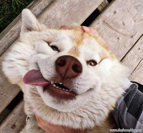 Funny Animals LOL : #4