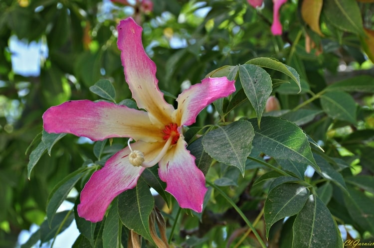 アフリカの星 Etoile d'Afrique: 6月6日～15日 キレラバランダ Kilela Balanda