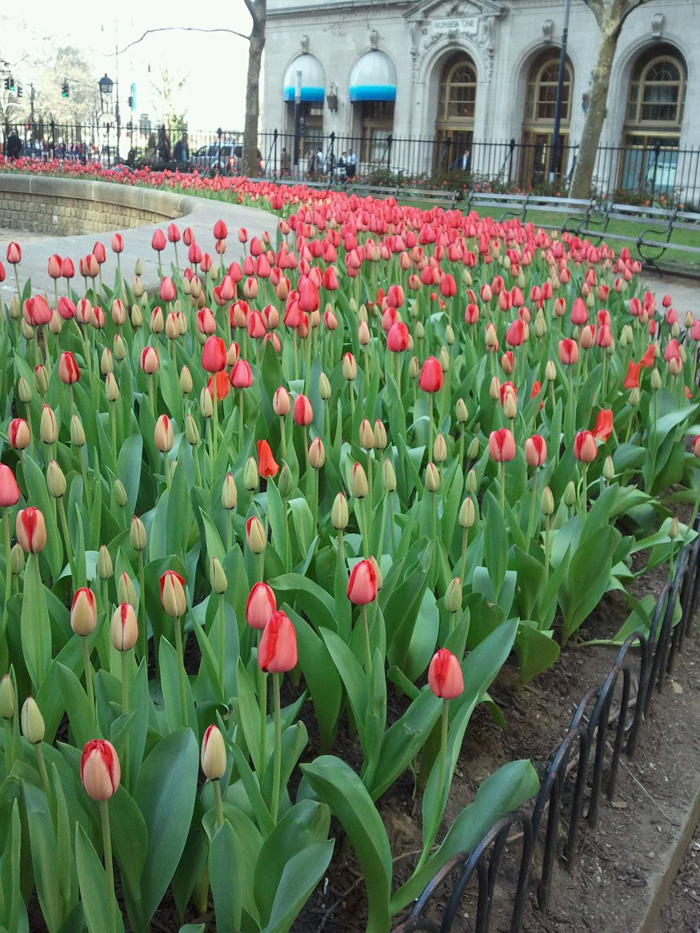 gardening in the boroughs of nyc: A Circle of Tulips
