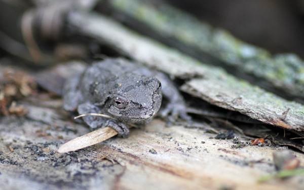 Explore Missouri: Gray Tree Frog