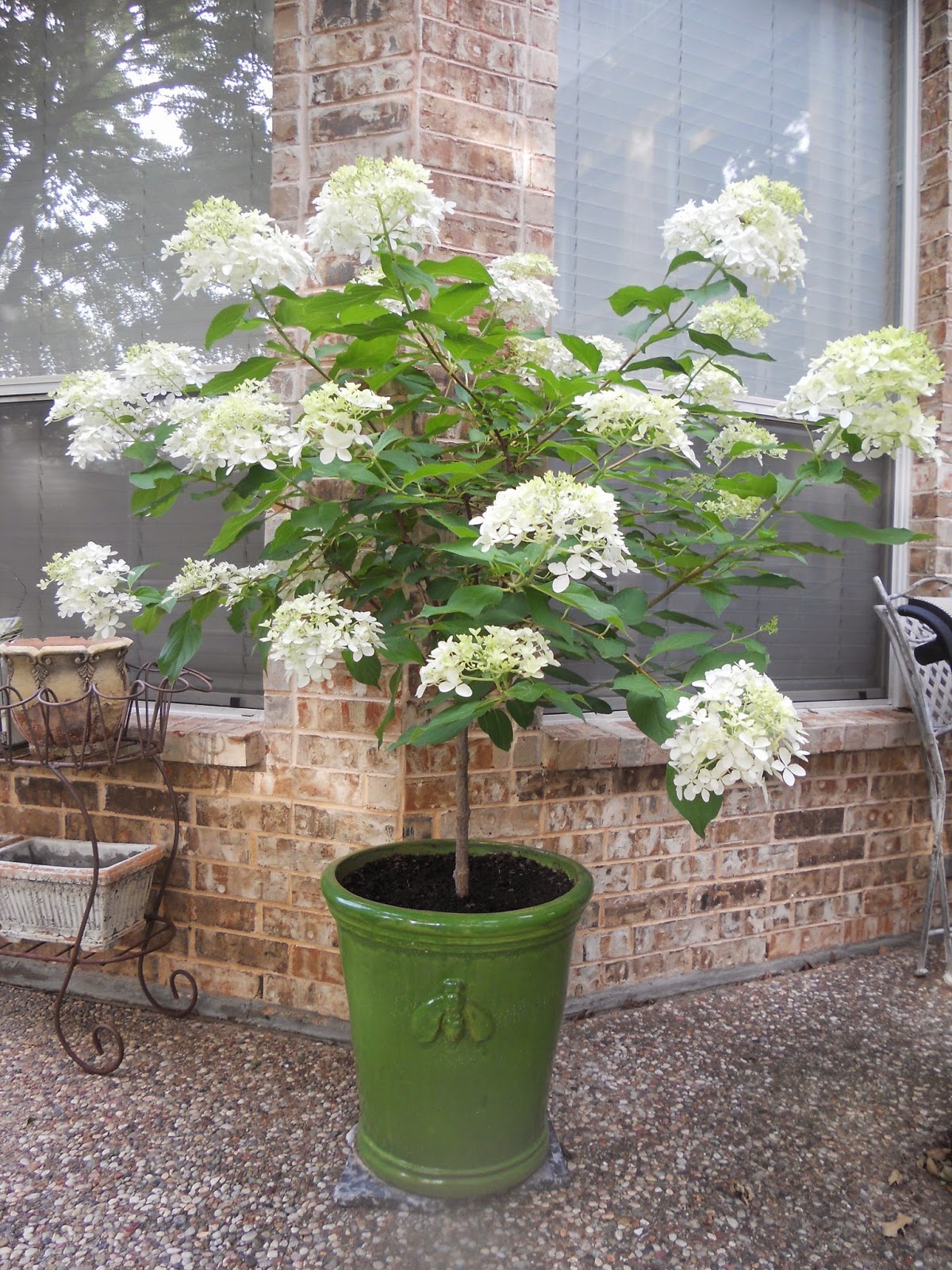 Southern Charm Cottage: My hydrangea tree in full bloom!