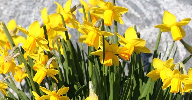 Powell River in Photos: Spring Is Springing