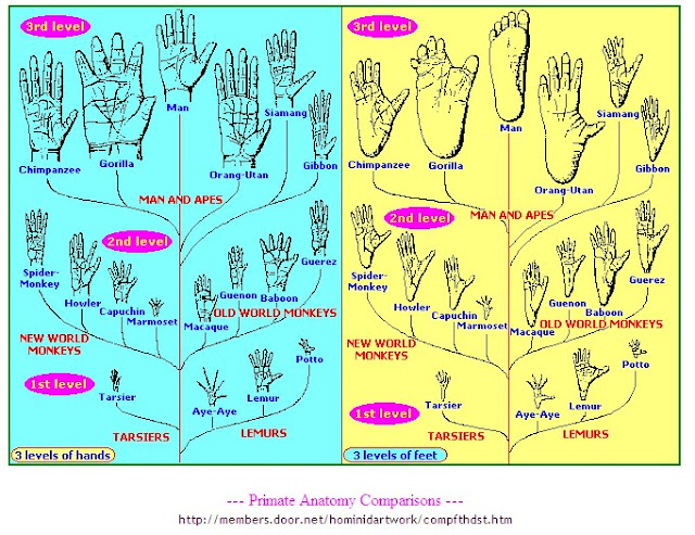 Scoop on Primates: Holding Hands
