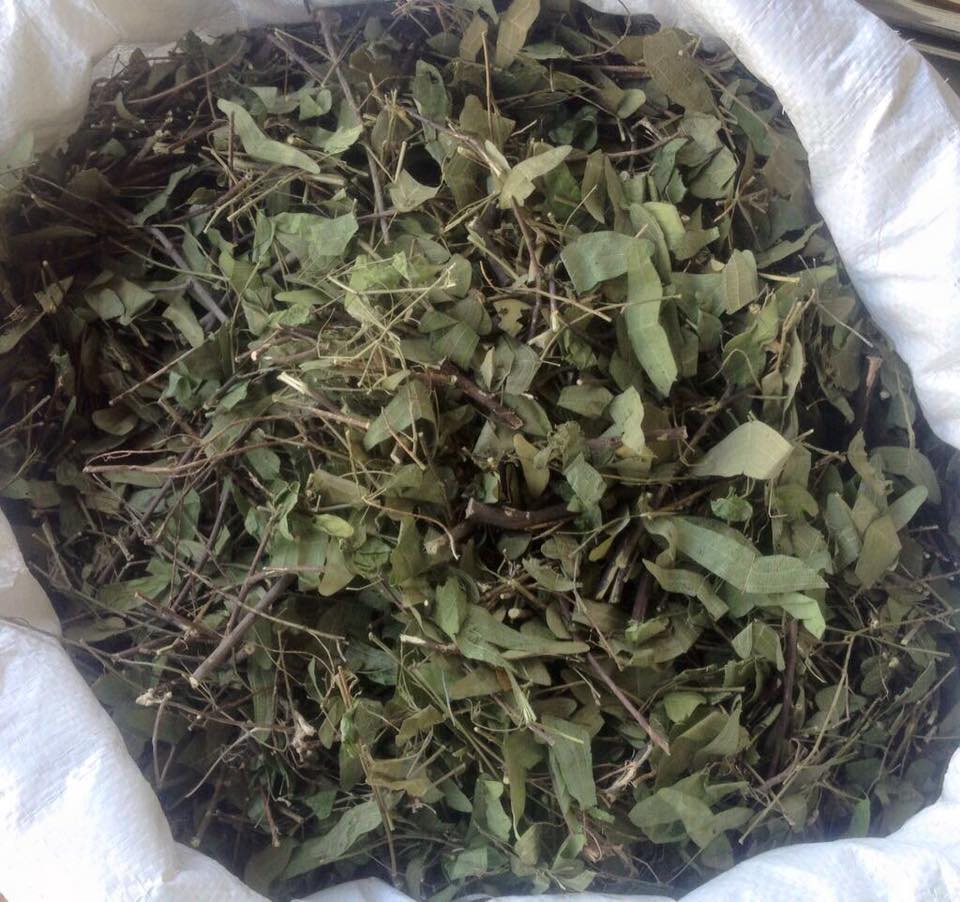 KEDAI JAMU KAK ZAH: daun rama- rama asli, segar dan murah