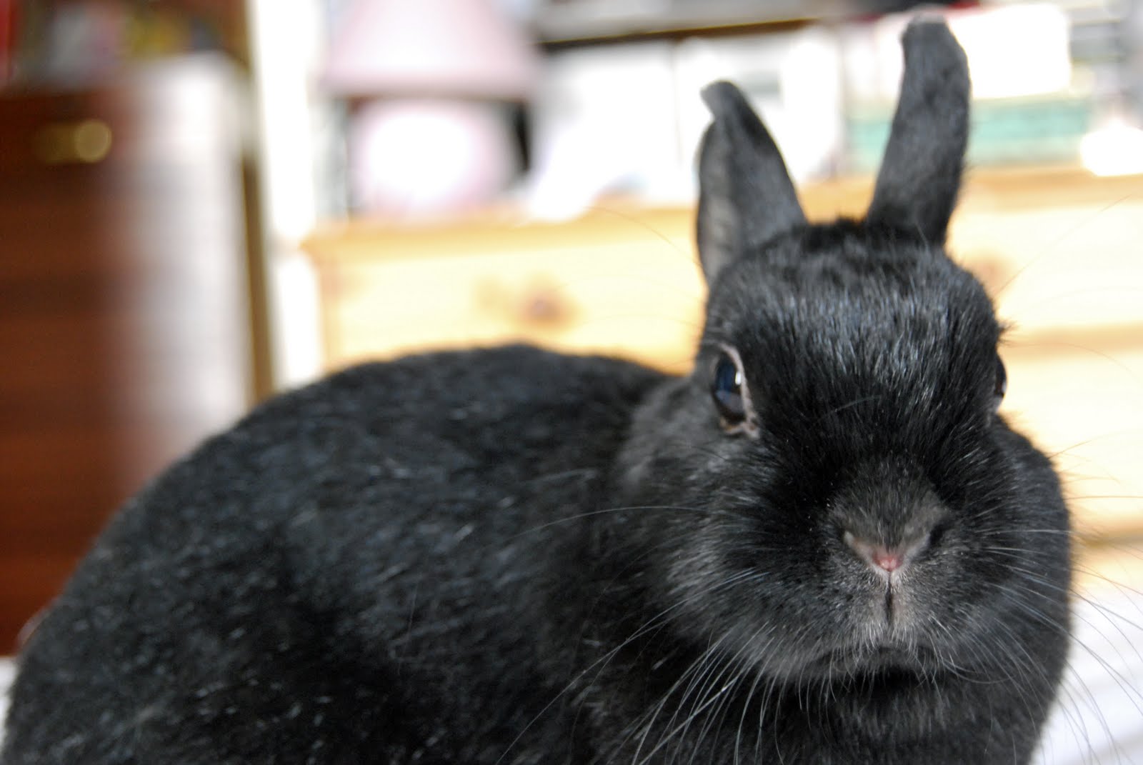 mon monde a moi: photo d'une lapine noir