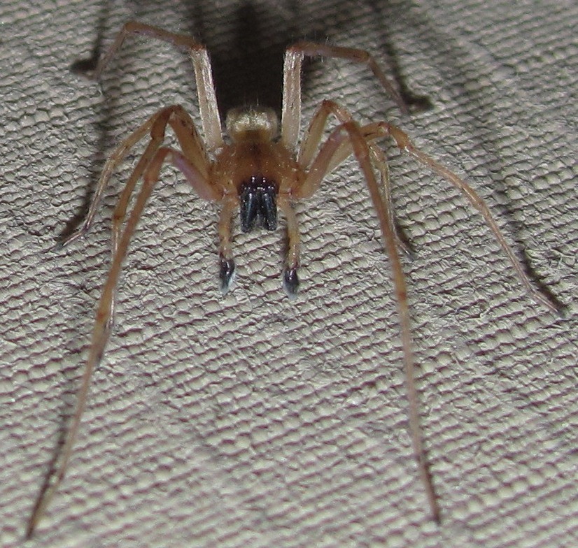 Kenyan Spiders: LONG-LEGGED SAC SPIDERS - Family Miturgidae