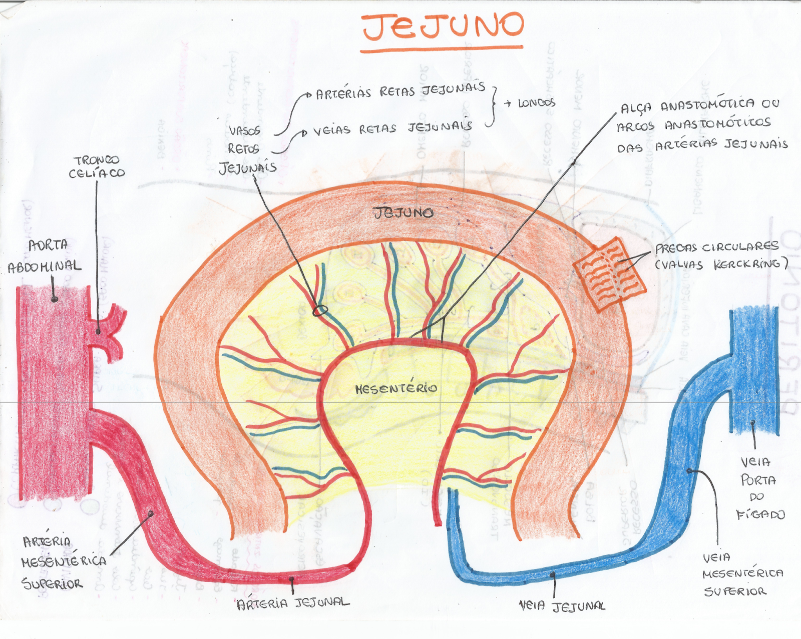Rabiscos Infundados: Intestino Delgado - Jejuno