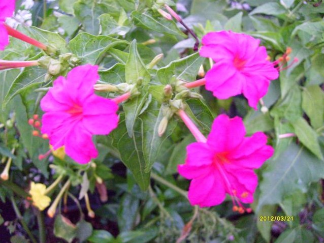 Khasiat Kembang Pukul Empat - Tumbuhan Obat