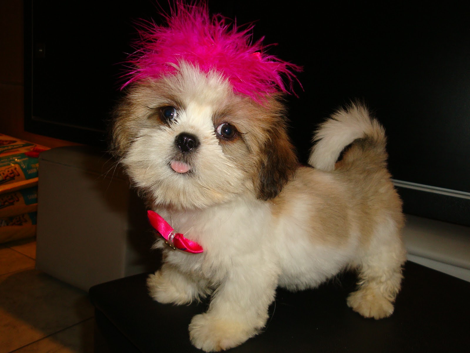 Cau e Giu Lindos Filhotes de BH: Lhasa Apso , Linda Fêmea com 60 dias.