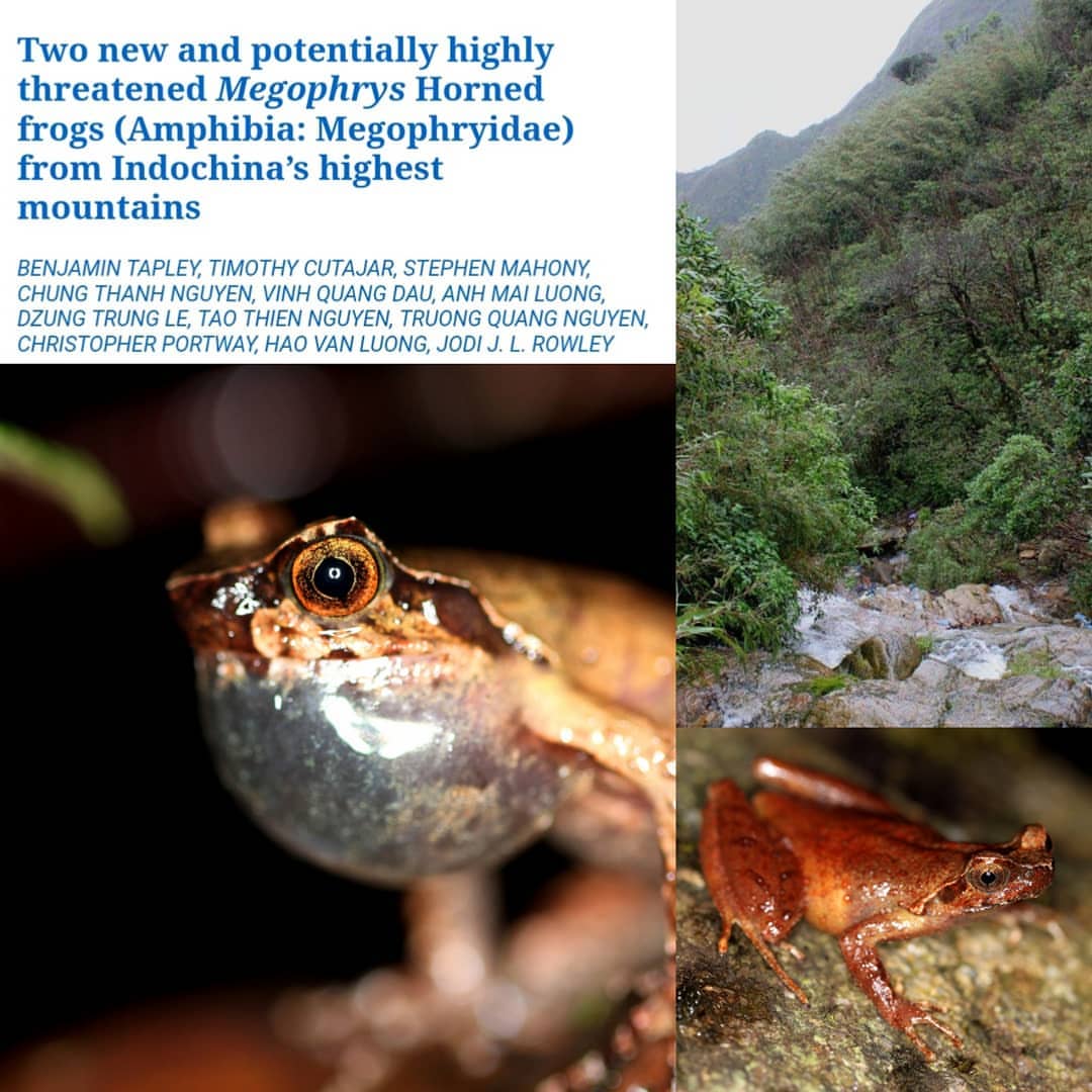 Species New to Science: [Herpetology • 2018] Two New and Potentially ...