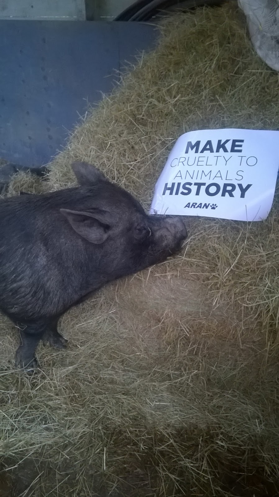 Holistic Life: 32 Reasons for an Animal Referendum, from the Pigs ...