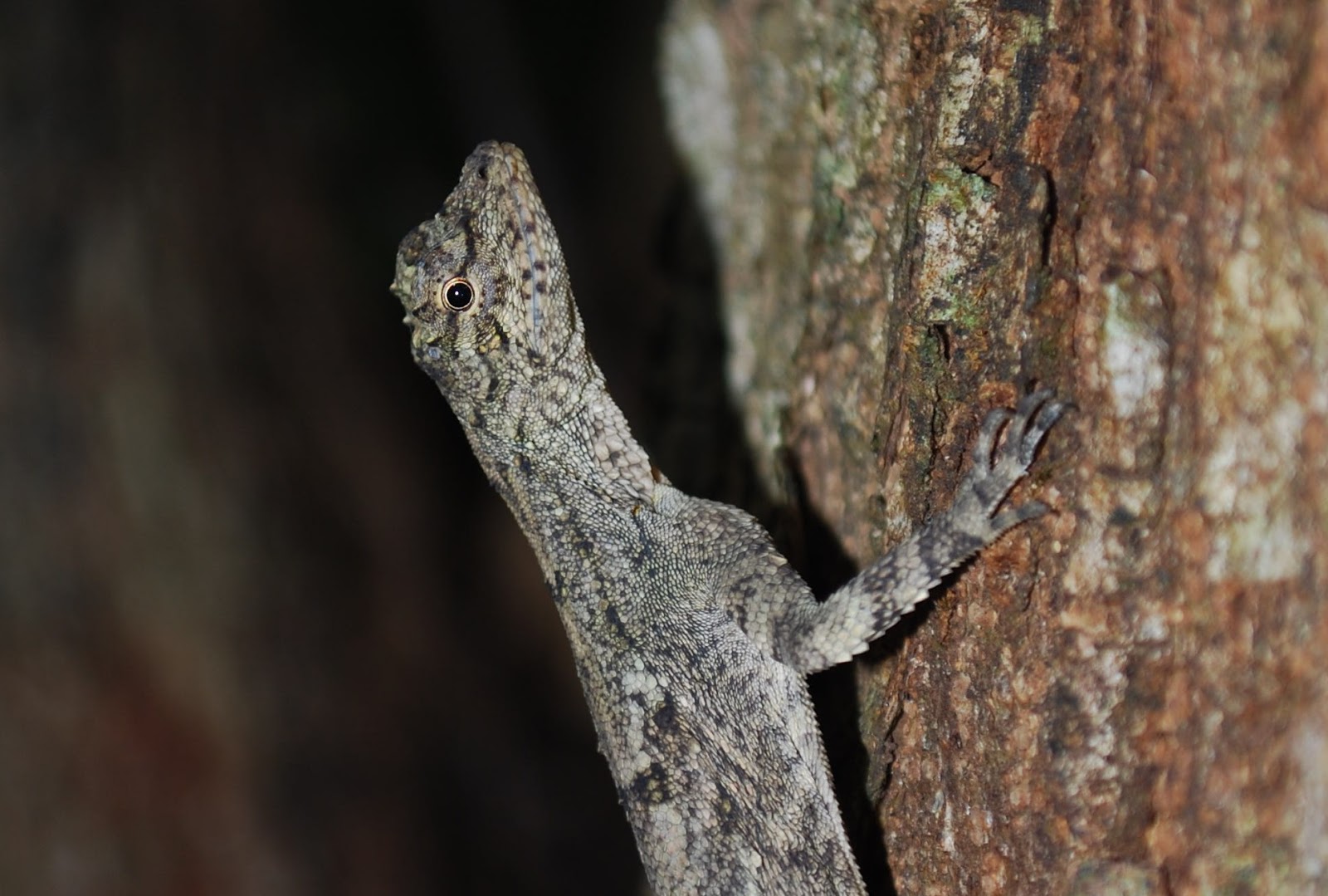 Wildlife of S. E. Asia and S. America. A Photo Journal by Francis ...