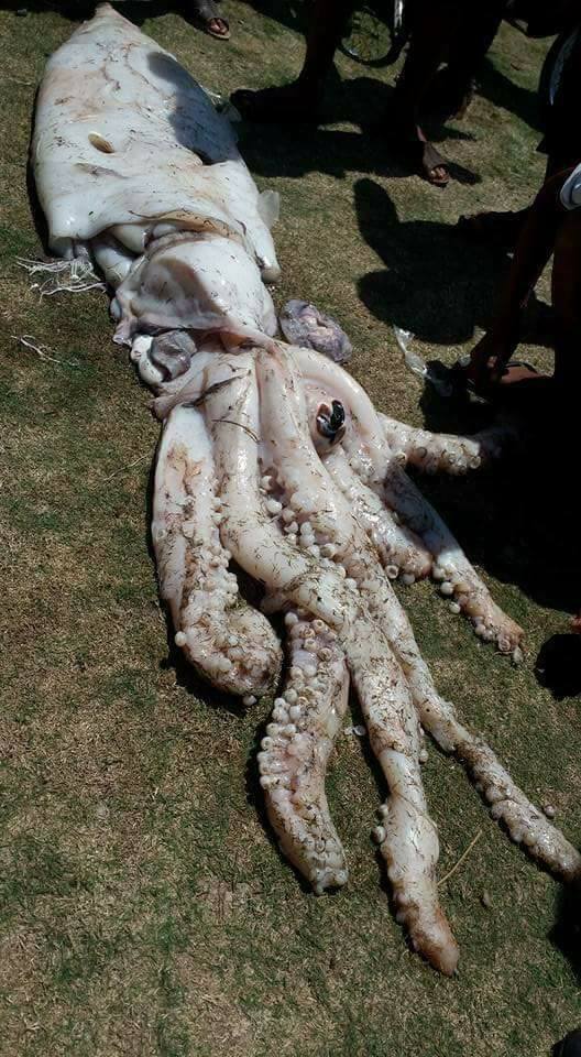 12 Gambar Sotong Besar Berjaya Ditangkap.