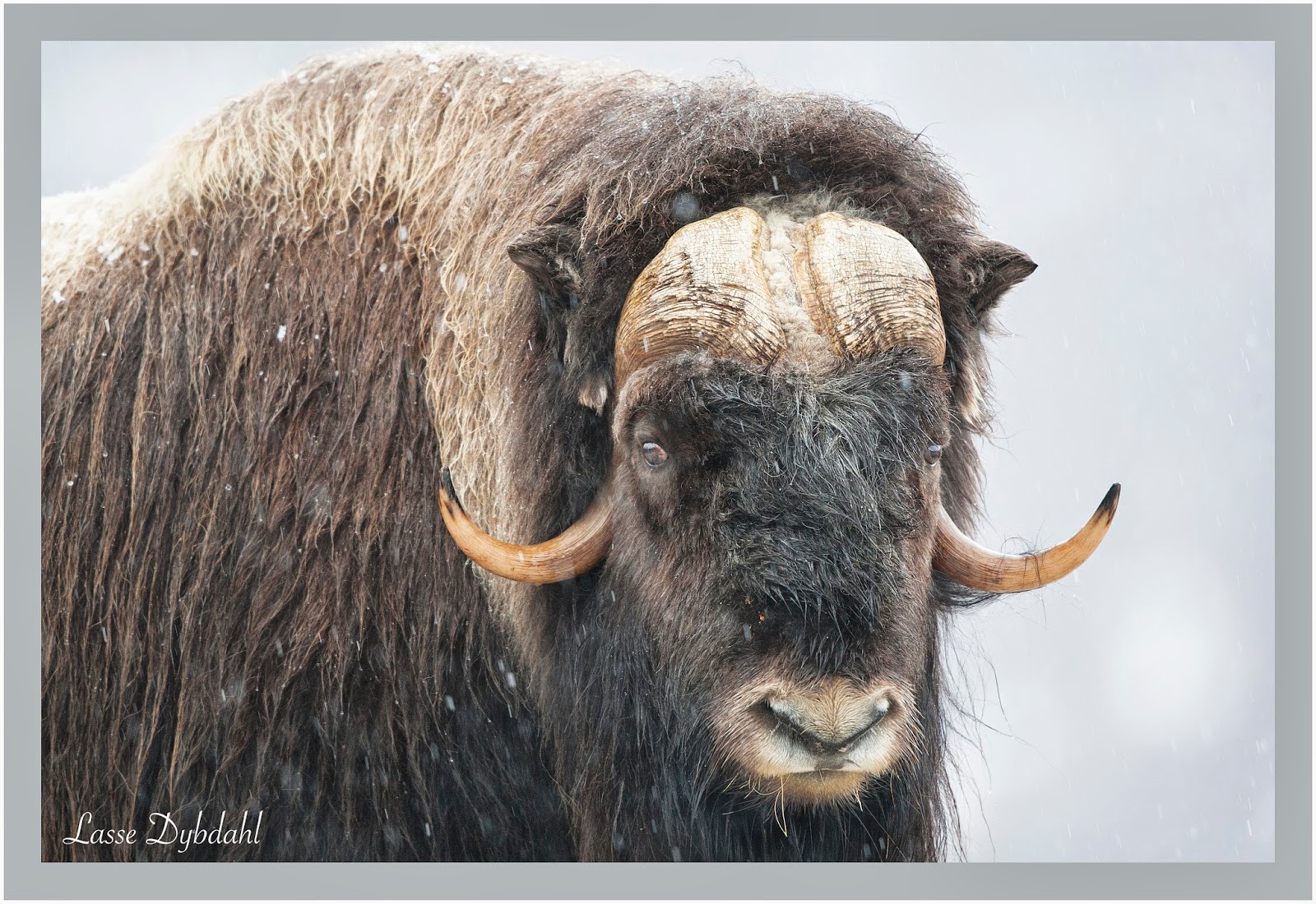 Lasses naturfoto: Moskus (musk ox) på Dovrefjell