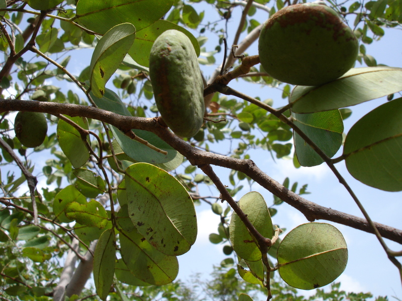 SEYILAABE HTKM: La chronique du mardi au Jardin botanique: le Detarium ...