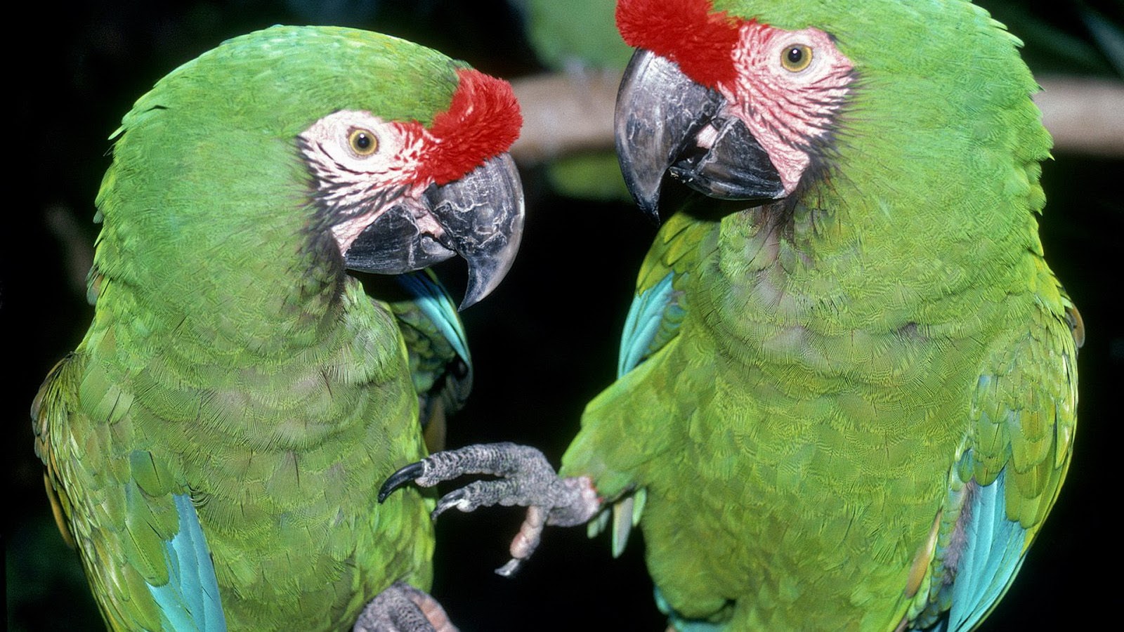 Birds Pigeons Pakistan: Parrot Birds Wallpapers