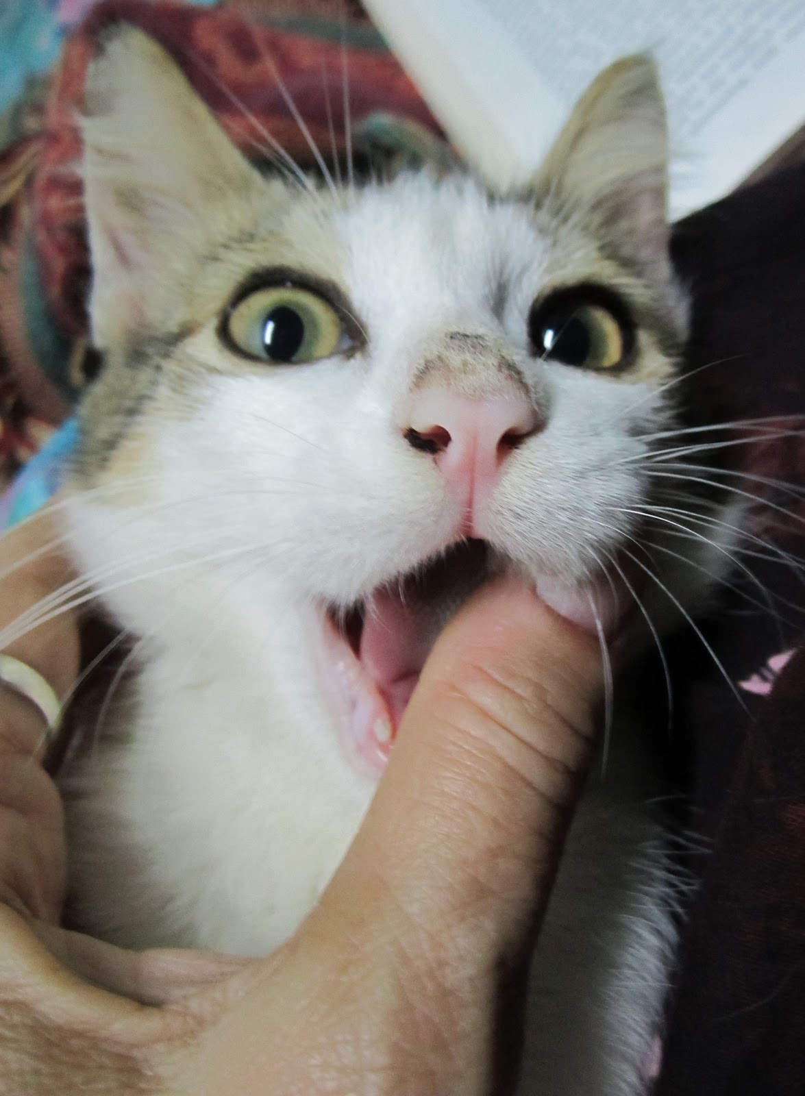 Our Cochin Cat Carnival