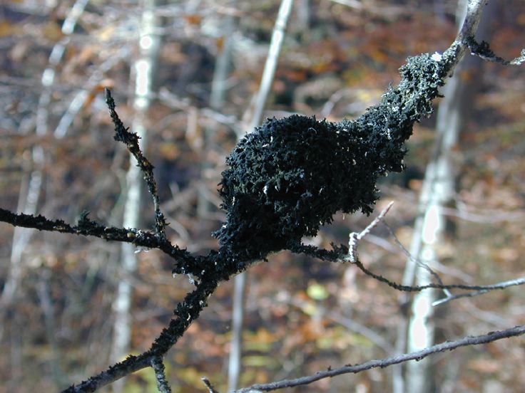 Field Biology in Southeastern Ohio: Tuliptree Scale