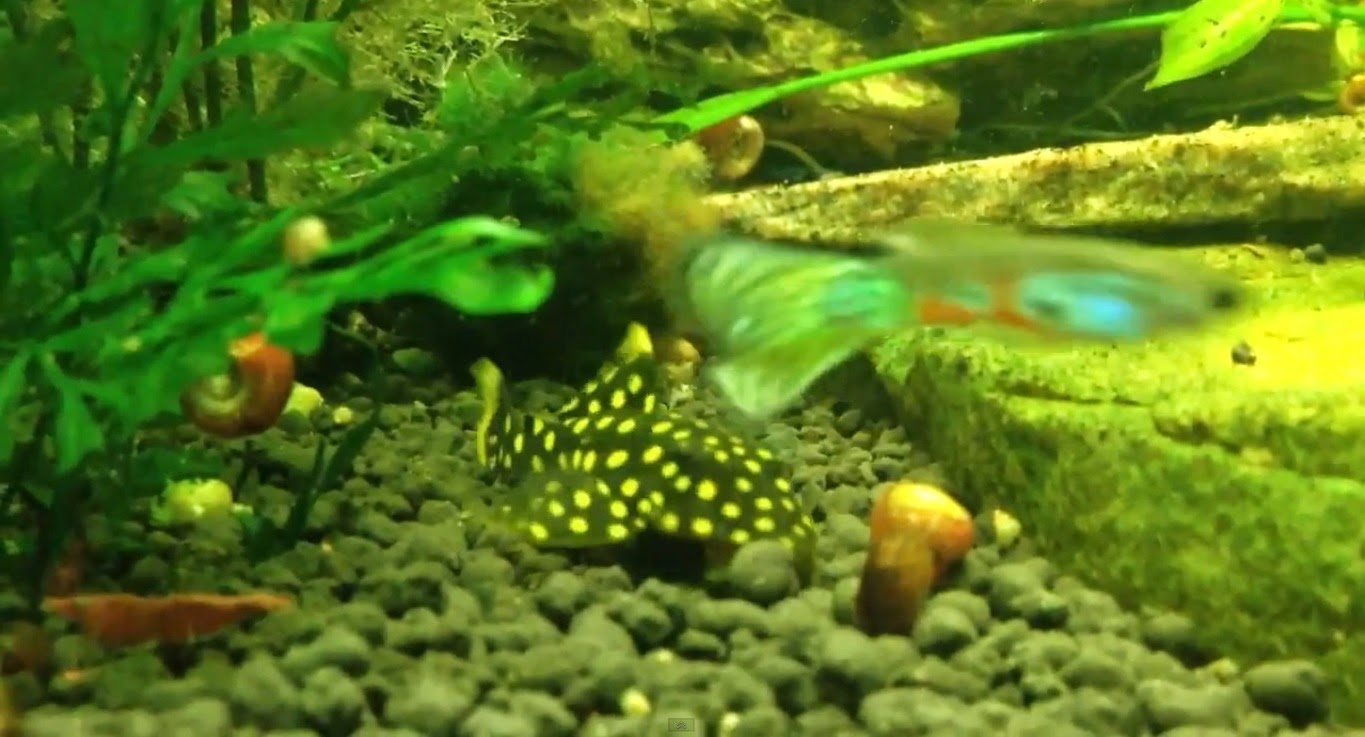 Fish Zone: golden nugget pleco
