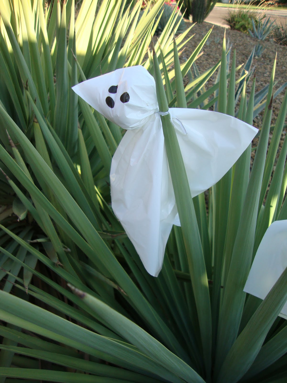 danger garden: A spiky (spooky) Halloween to you!