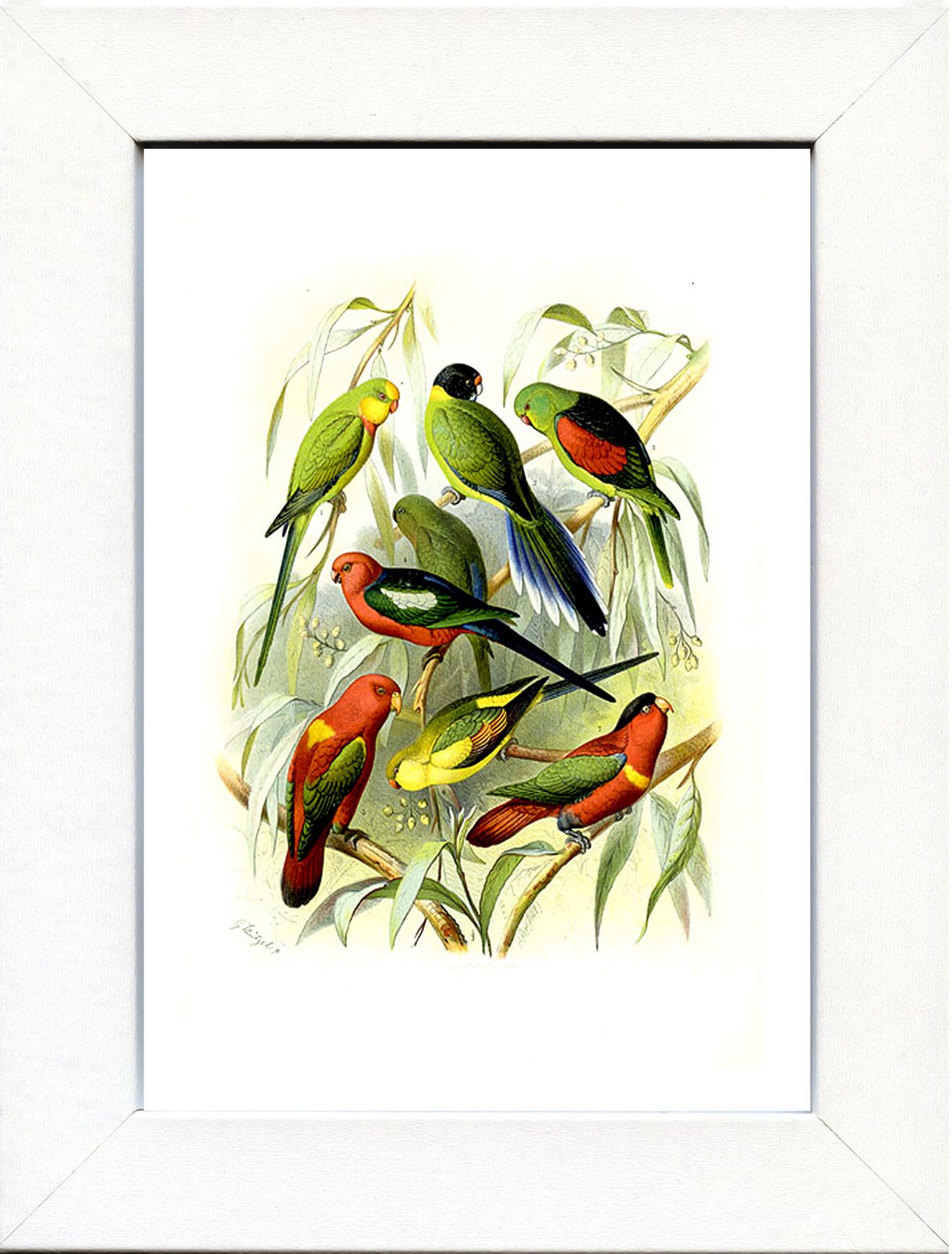 jjjewel.resimlerim: PAPAĞAN TEMALI RESİMLER