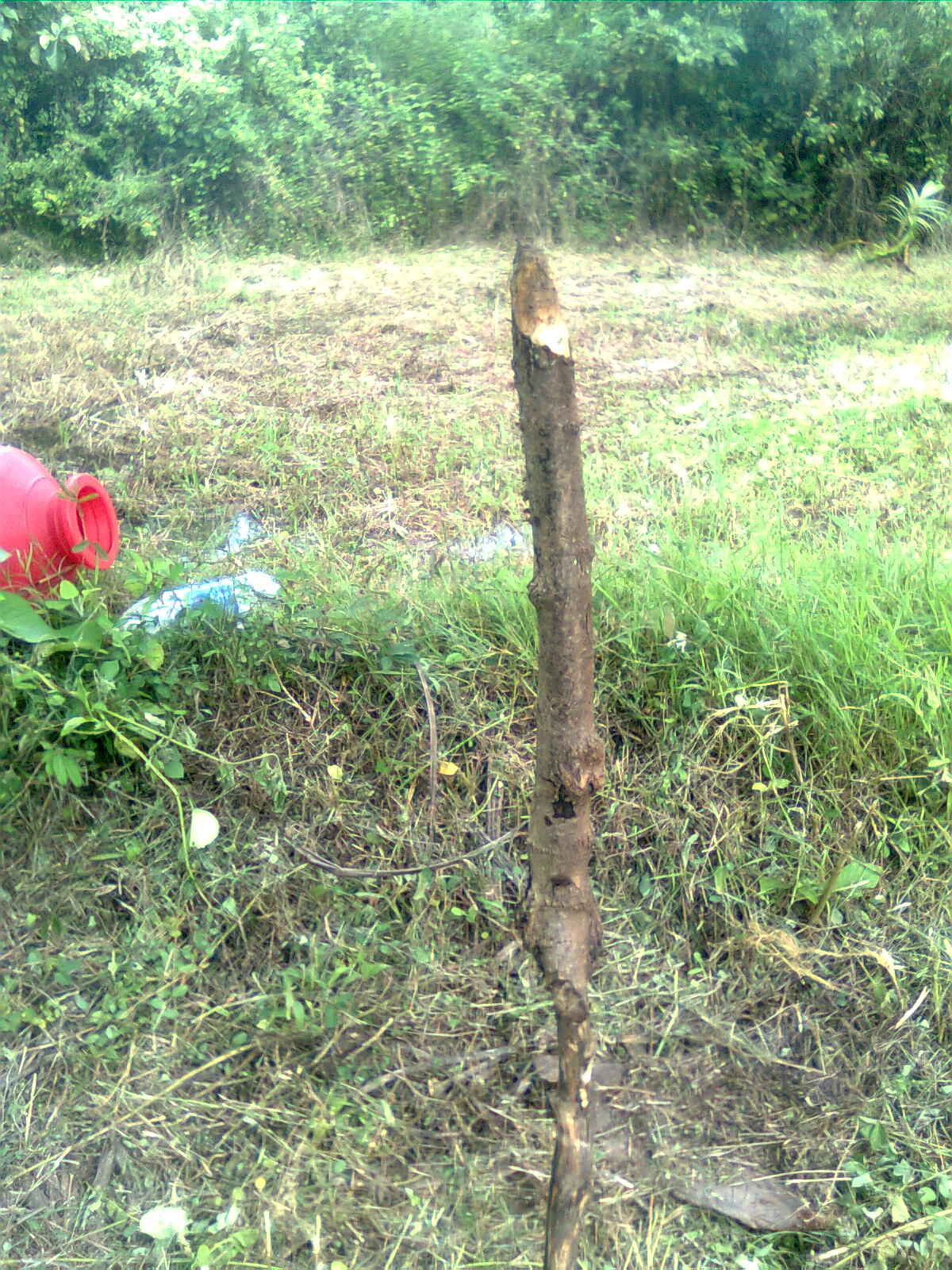 My Experiments With Farming: Dibbling stick for rice transplanting ...