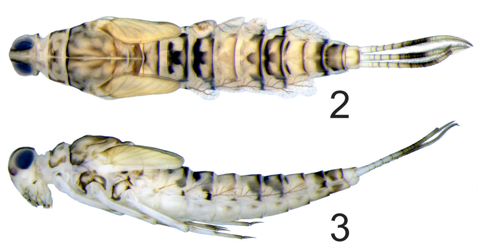 Sciency Thoughts: Procloeon caspicum: A new species of Mayfly from ...