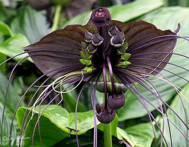 Incredible Things: Tacca Chantrieri