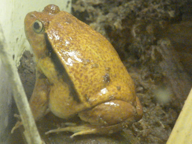 The Zoo Review: Species Fact Profile: Tomato Frog (Dyscophys antongilii)