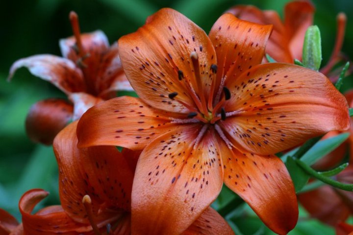 Tiger Lily Flower Essence