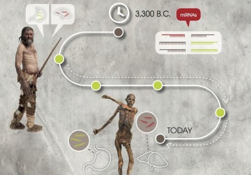 Haplogroup R1b: Ötzi the Iceman: Researchers validate the stability of ...