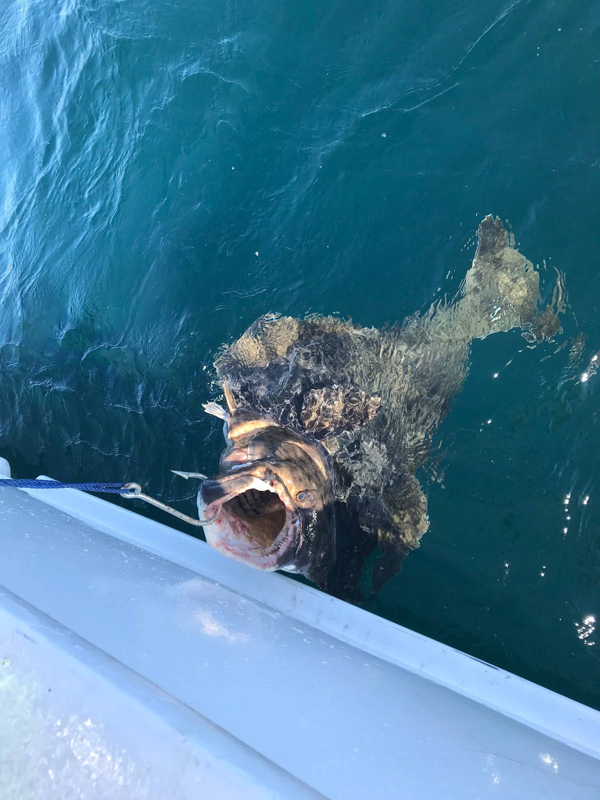 ARCTIC SAFARI - With Mortens halibut page: HALIBUT KINGDOM STILL RULES