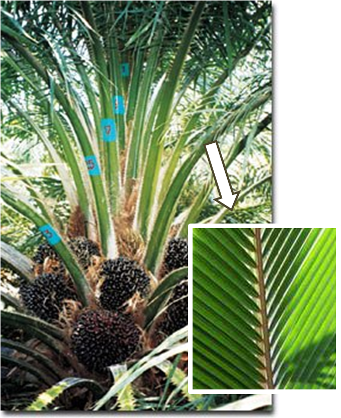 THE OIL PALM PLANTERS: Mophologi Kelapa Sawit