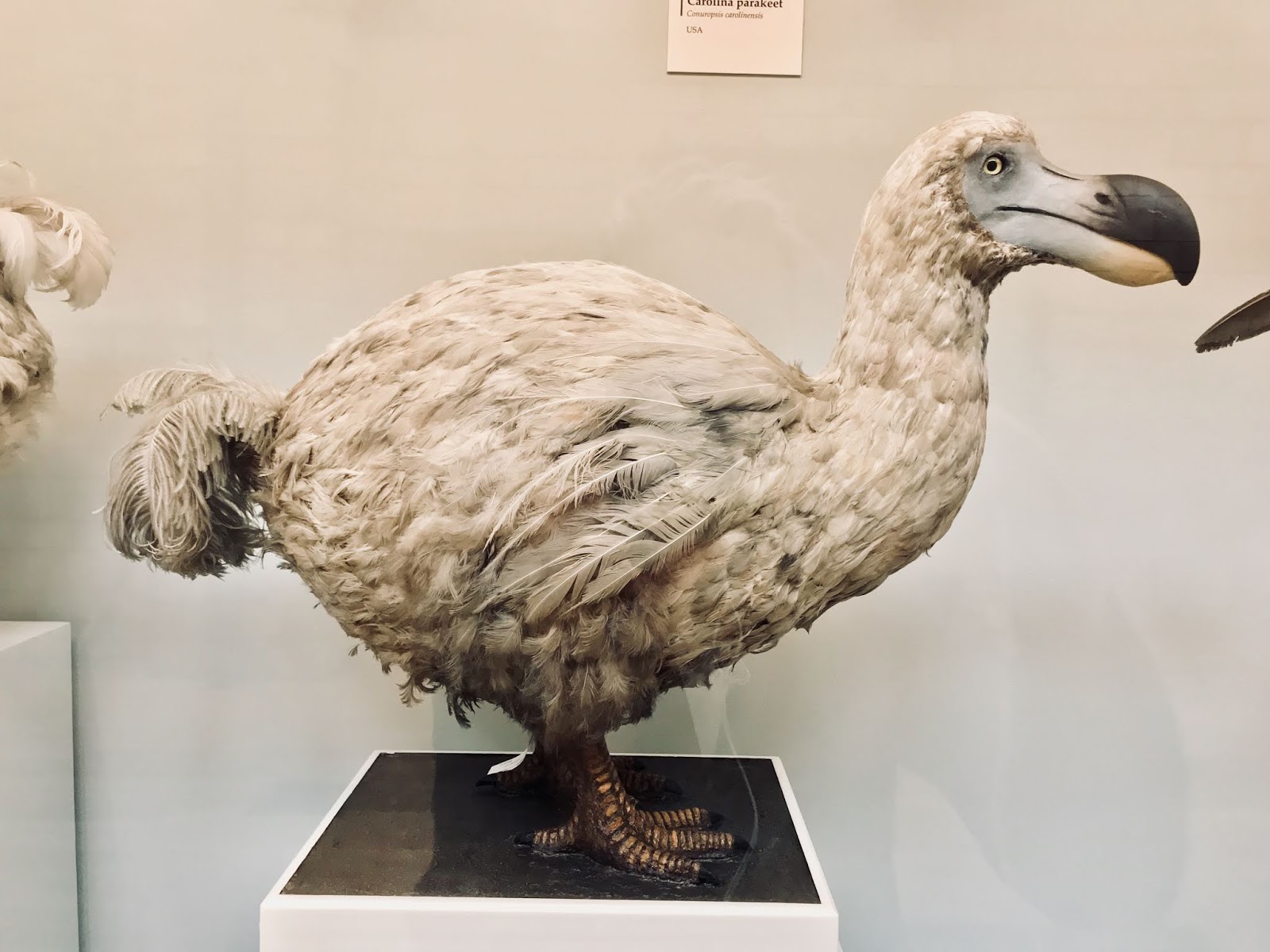 Work in progress: The last Dodo - Justine Lecouffe