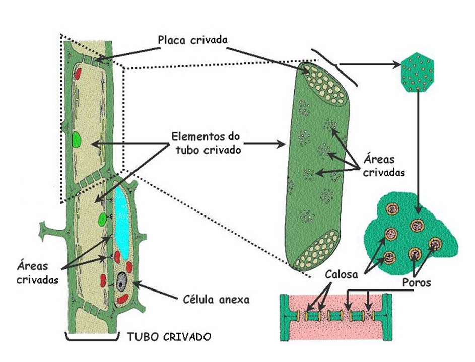 Biologia B2: Morfologia do floema