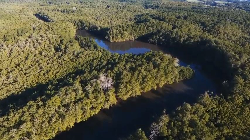 ECOSISTEMAS DE COSTA RICA: MANGLAR TIVIVES